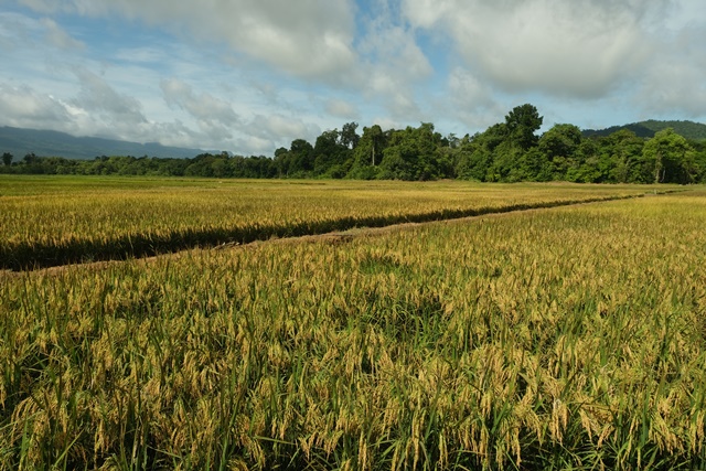 Smart Farming in Sarawak | S-Sarawak